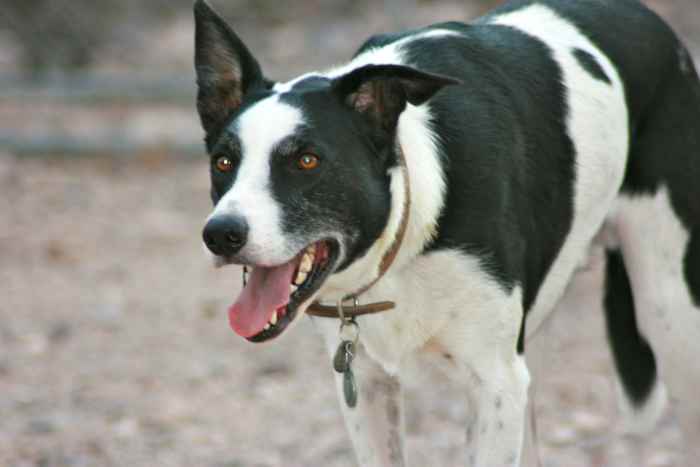 A Personal Introduction to the McNab Dog Breed (McNab Border Collie ...