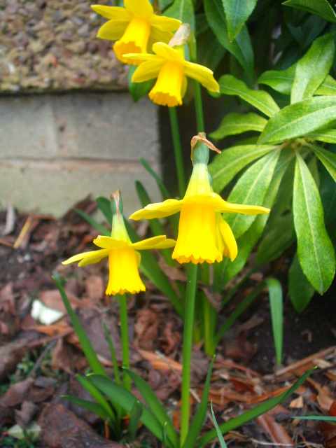 How do we Know When Spring has Arrived? What are the Sights, Sounds and ...