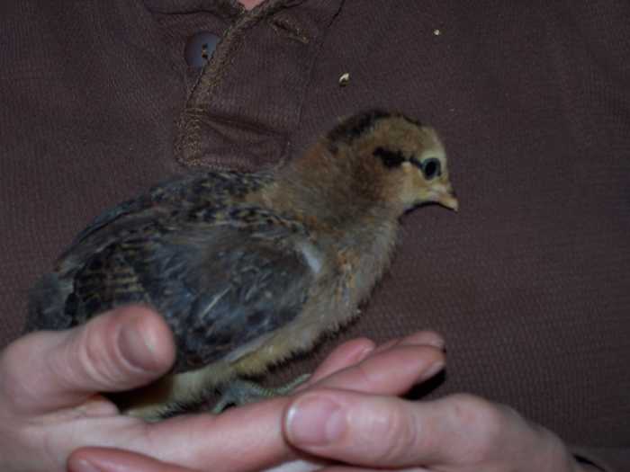 How to Write a Food Article - Owlcation