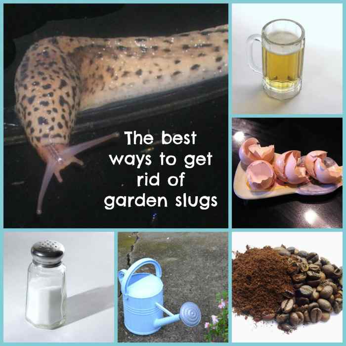 8 Ways to Get Rid of Slugs in Your Garden - Dengarden