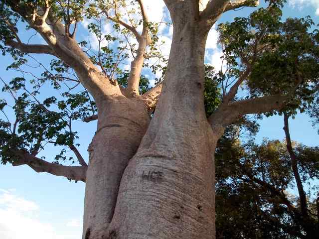 Ancient Australian Tree: The Giant Boab of the Kimberley - HubPages
