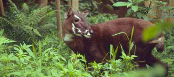 The Saola: A Critically Endangered Species - HubPages