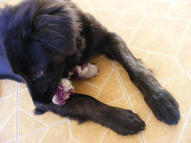 Puppy Stages: 16-Week-Old Puppy Behavior and Development - PetHelpful