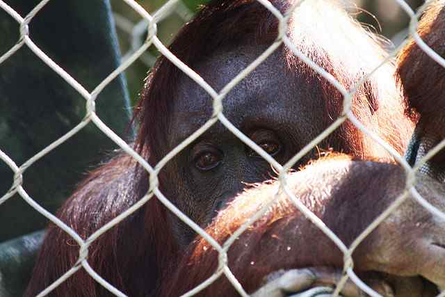 The Sad Animals in Zoos Myth - HubPages