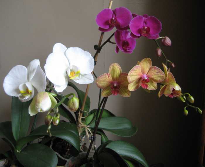 Easy Orchid for Beginners: The Moth Orchid - Dengarden