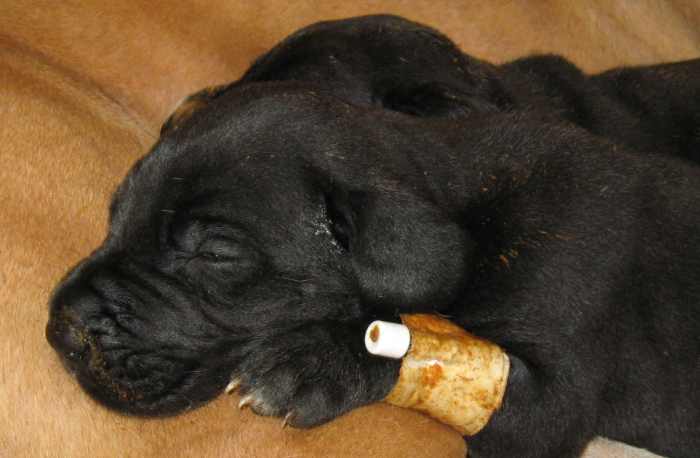 My Puppy's Experience With Dog Pneumonia: Symptoms and More - HubPages