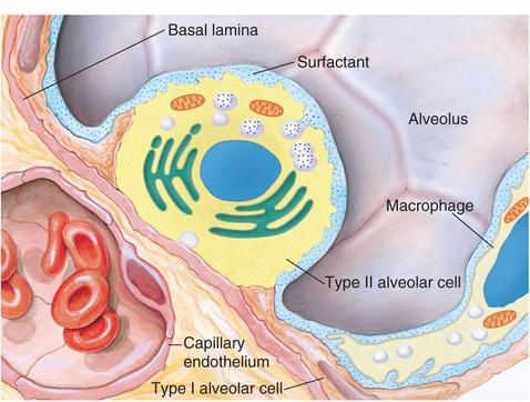 Surfactant: Lowering Pulmonary Surface Tension - Owlcation
