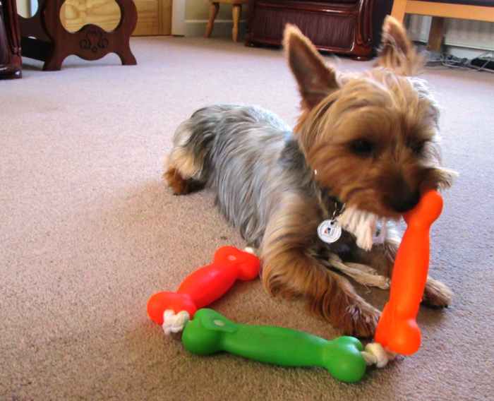 How to Play Fun, Healthy Games With Your Dog - HubPages