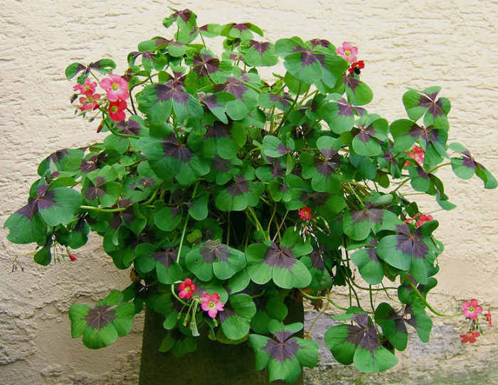 How to Grow Shamrocks for St. Patrick's Day - Dengarden