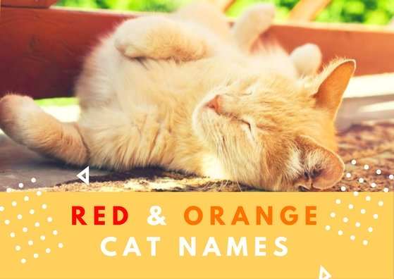 60 Badass Names for Red or Orange Cats (From Tang to Twizzler) - HubPages