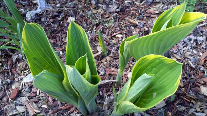 How to Care for Hostas - HubPages