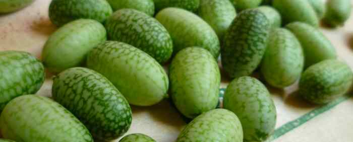 How to Grow Mouse Melons (aka Cucamelons) - Dengarden