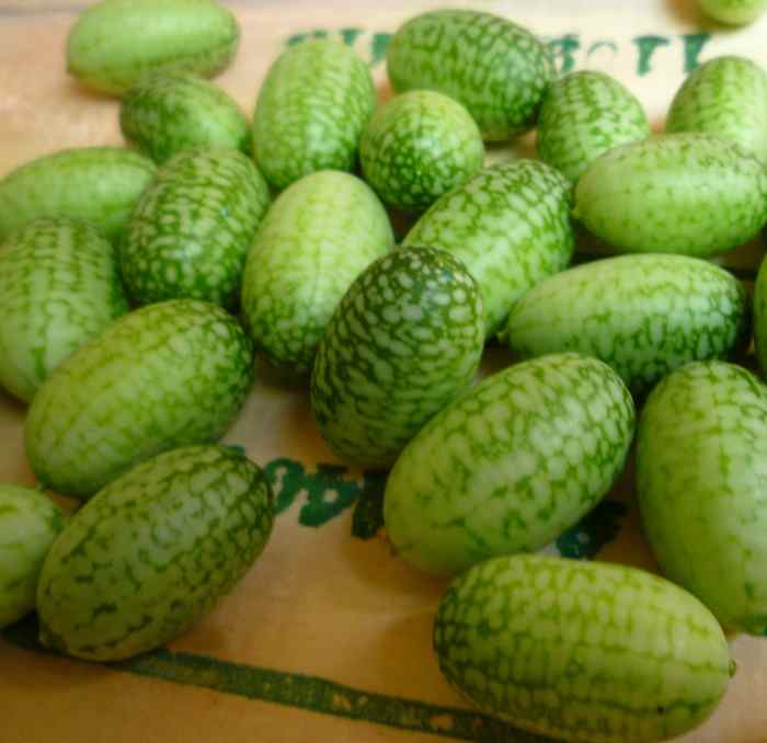 How to Grow Mouse Melons (aka Cucamelons) - Dengarden