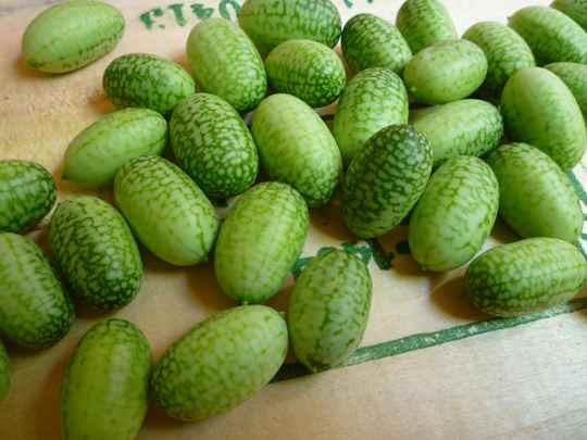How to Grow Mouse Melons (aka Cucamelons) - Dengarden