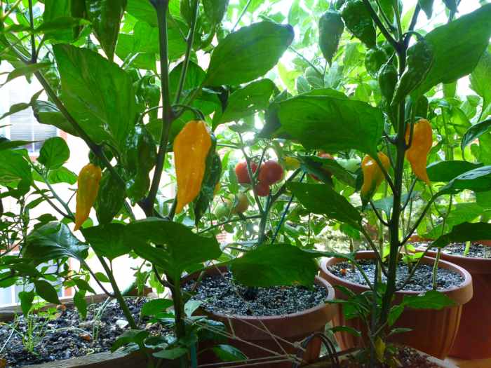 Grow Fatalii Peppers - Dengarden