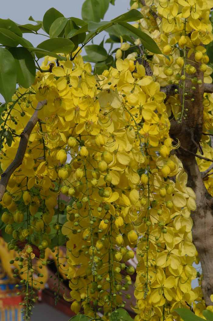 Landscaping With Pink Rainbow Shower Trees (Cassia) - Dengarden
