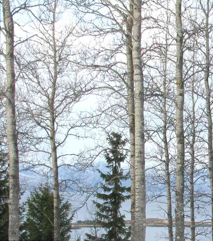 7 Types of Trees With White Bark - Dengarden
