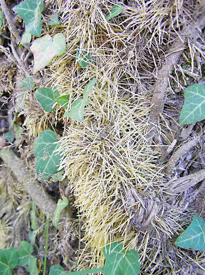 English Ivy Facts, Uses, and Problems - Dengarden