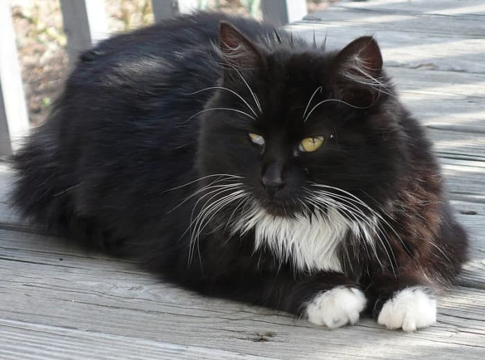 How To Tell If A Stray Cat Is Healthy PetHelpful how-to-tell-if-a-stray-cat-is-healthy-pethelpful