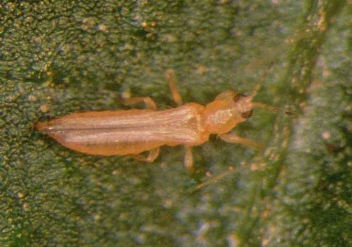 How to Get Rid of Thrips - HubPages