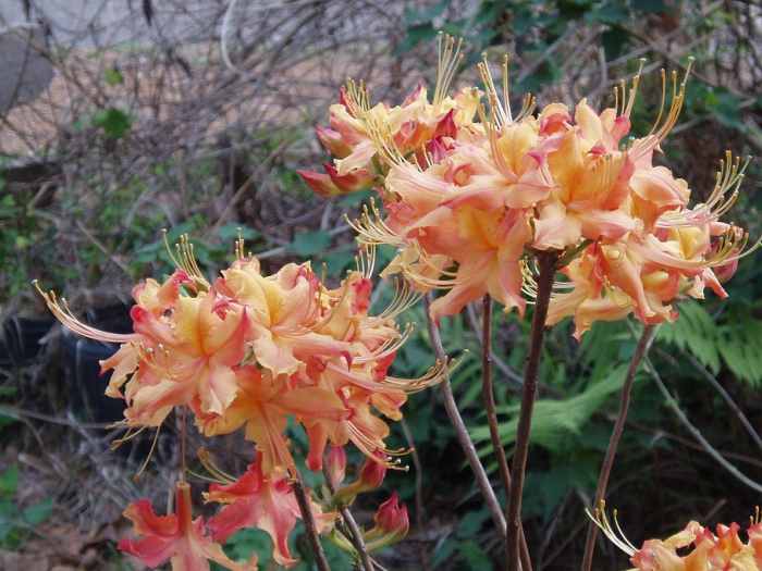 Native Azaleas of Louisiana - Dengarden