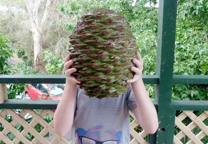 The Bunya Pine: A Strange, Impressive, and Useful Tree - Owlcation