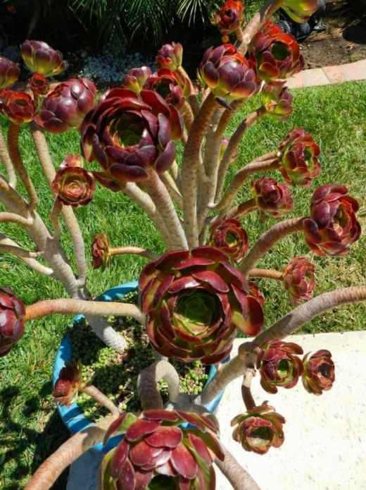 The Aeonium Flower: A Succulent for the Mediterranean Garden - Dengarden