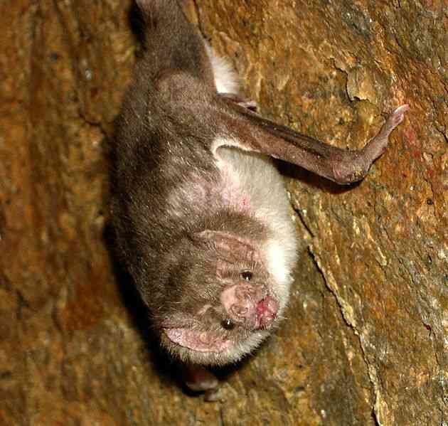 Bats in Halloween Folklore and History: Fun Facts & Myths - HubPages