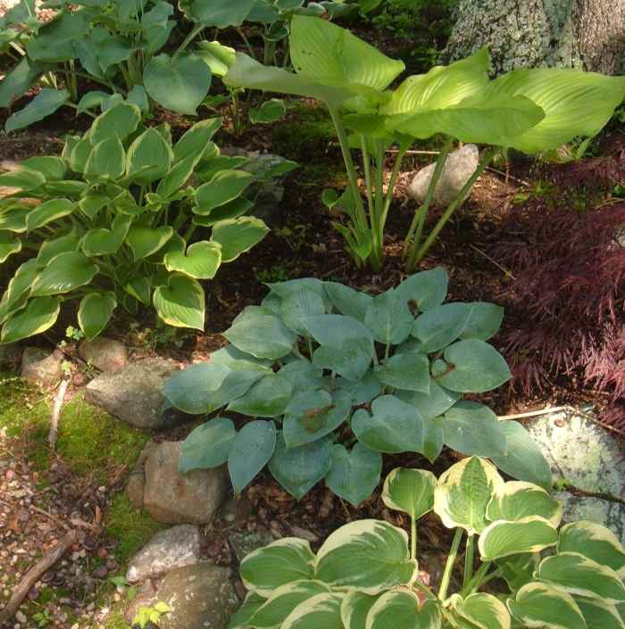 How to Grow and Divide Hosta Plants - HubPages