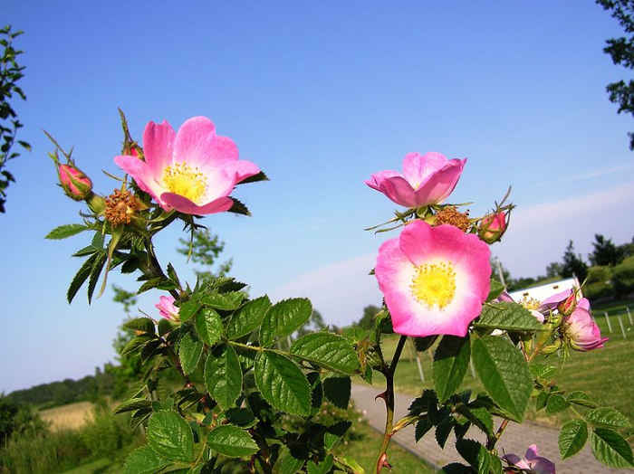 How to Grow an Eglantine (Sweet Briar) Rose, an Heirloom Rose - HubPages
