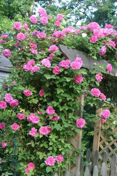 How to Grow a Zephirine Drouhin Rose, an Heirloom Rosebush - Dengarden