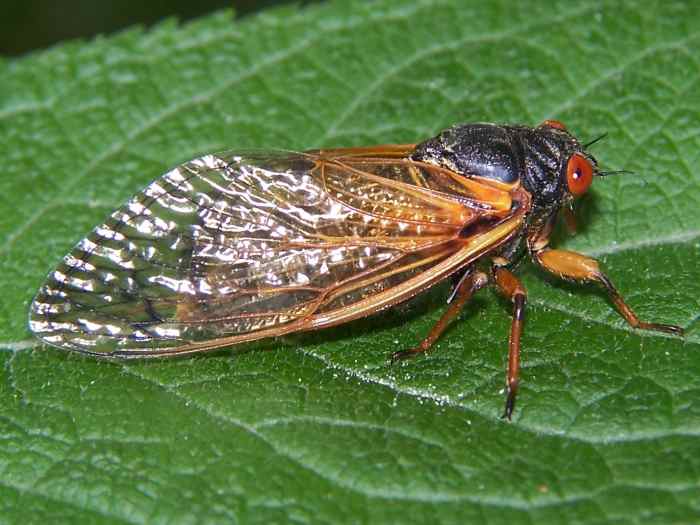 Locust vs. Cicada: Are They the Same Thing? - Owlcation