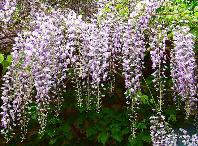 Wisteria Vine: Types, Care, and Propagation - Dengarden