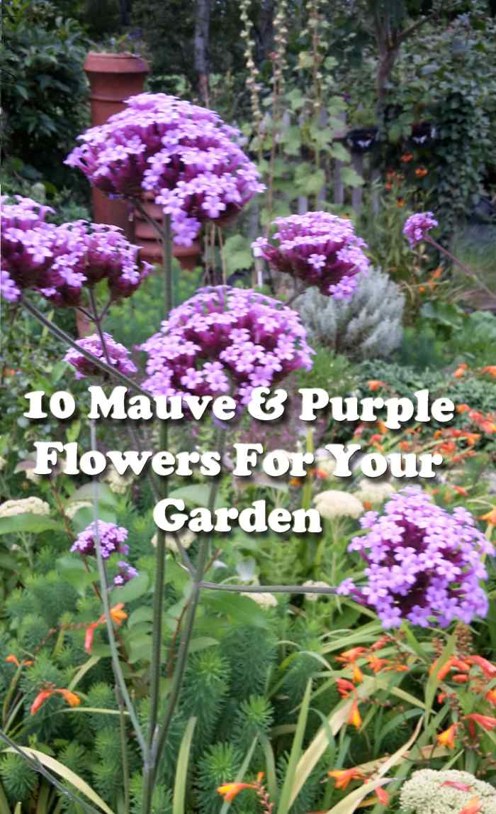 10 Mauve and Purple Flowers for Your Garden - HubPages