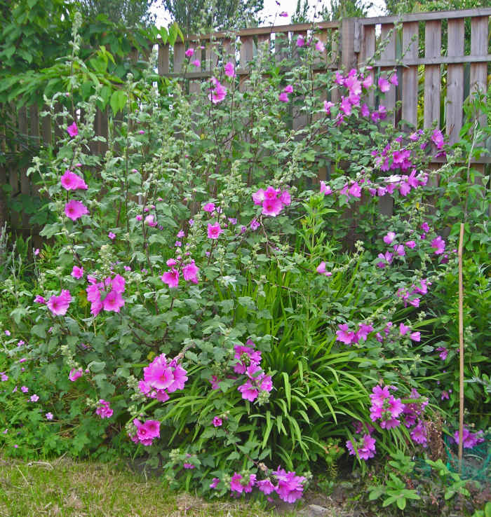 10 Mauve and Purple Flowers for Your Garden - HubPages