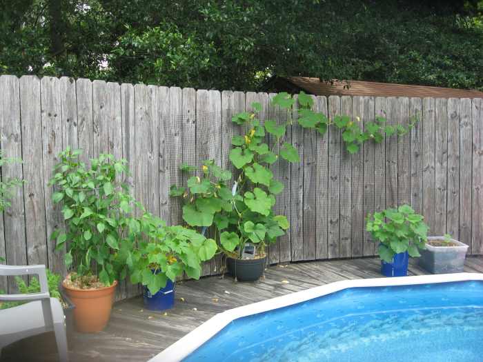 7 Ways to Get Rid of Aphids on Vegetable Plants - HubPages