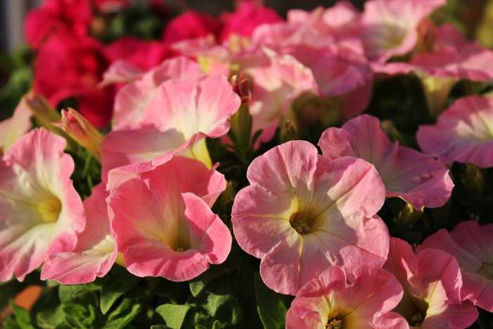 All About the Different Types of Petunias - HubPages