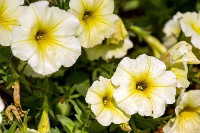 All About the Different Types of Petunias - HubPages