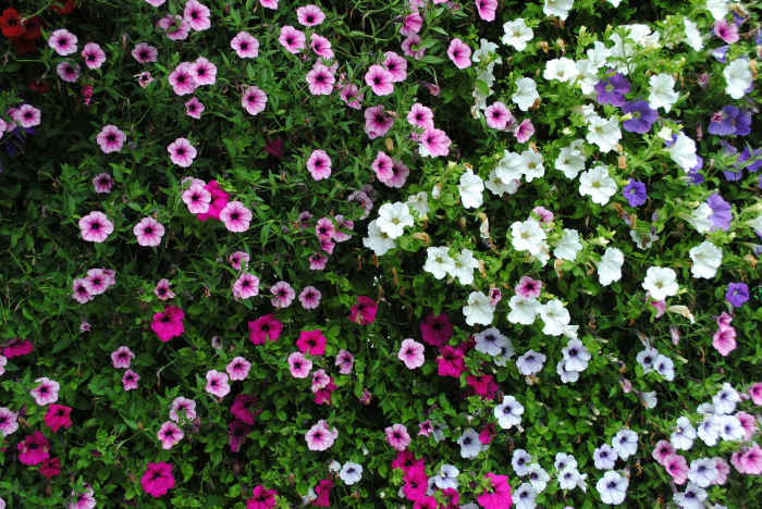 All About the Different Types of Petunias - HubPages