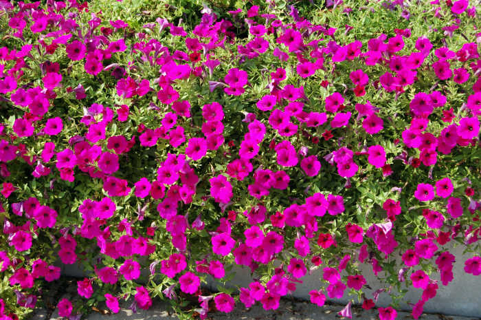 All About the Different Types of Petunias - HubPages