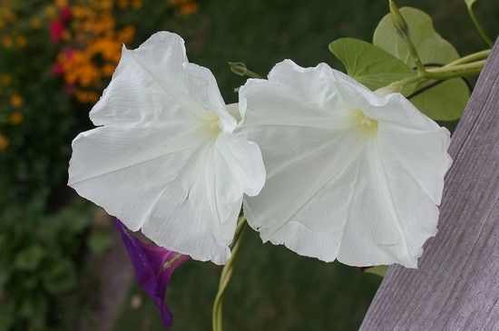 How to Grow Moonflowers: Night-Blooming Plants - Dengarden