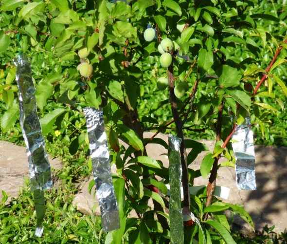 How to Grow 4 Types of Fruit on the Same Tree - Dengarden