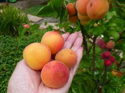How to Grow 4 Types of Fruit on the Same Tree - Dengarden