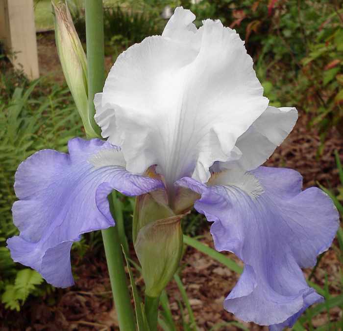 How to Raise and Divide Irises - HubPages