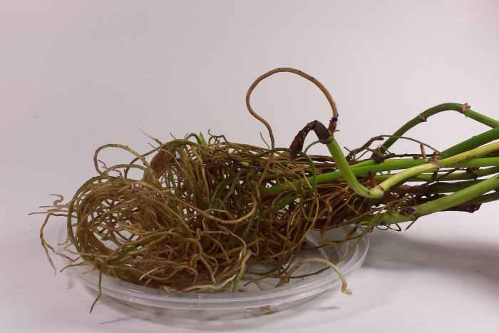 Pothos Plant Care and Propagation - Dengarden