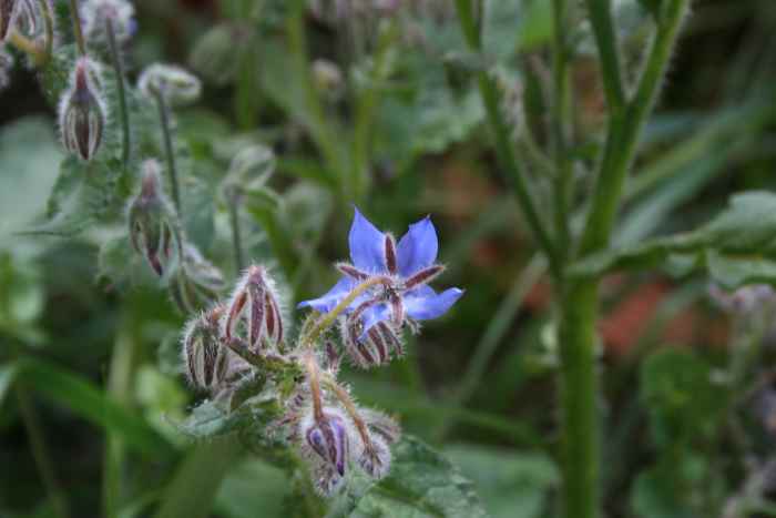 Using and Growing Borage: A Guide to One of the Prettiest Garden Herbs ...