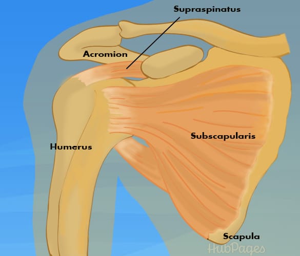 Shoulder Injuries: Rotator Cuff Pain and Treatment - HubPages