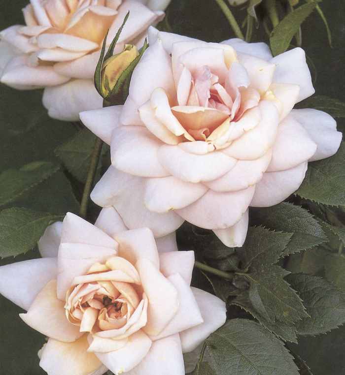 How to Plant and Prune Rose Bushes (With a Photo Gallery) - Dengarden
