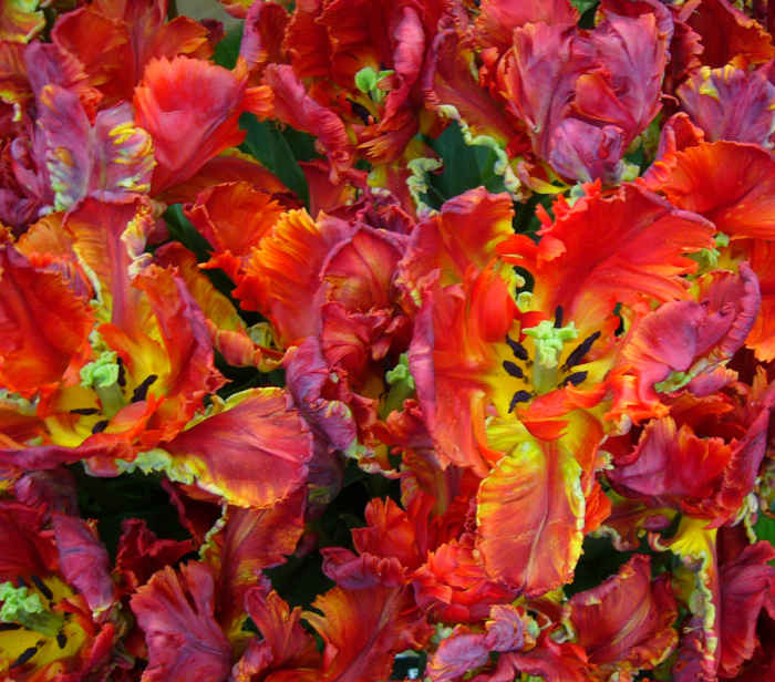 Parrot and Ruffled Tulips - Dengarden