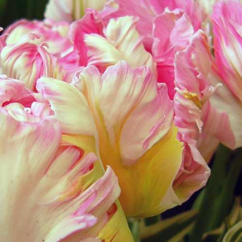Parrot and Ruffled Tulips - Dengarden